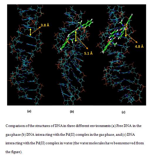 Comparison of the structures of DNA in three different environments (a ...