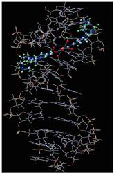 The structure of trans-[Cu(cip)2(OH)2] and DNA optimized considering ...